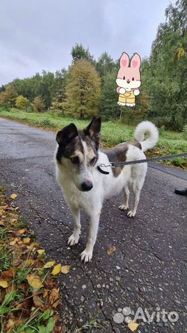 Маленькая собака в добрые руки