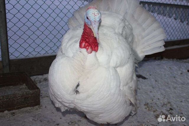 Продаются индейки
