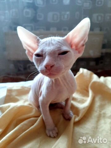 Бархатный сфинкс