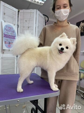 Малый немецкий шпиц