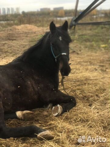 Кабардинский мерин