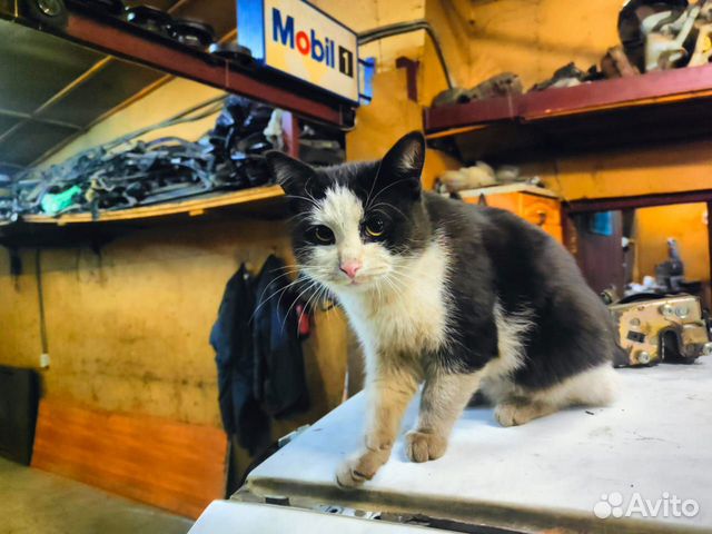 Котенок ищет дом/Котята в добрые руки