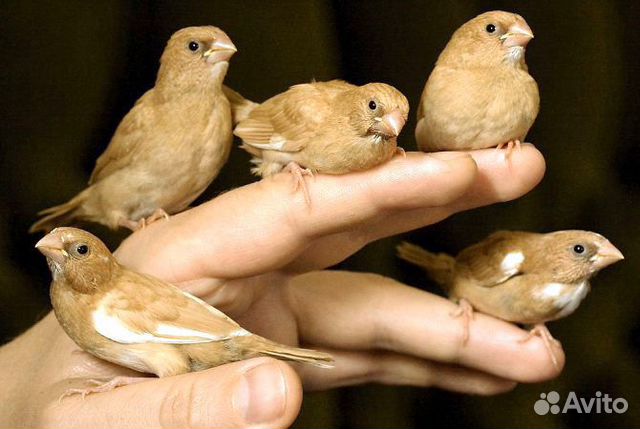 Японская Амадина