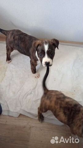 Стаффордширский терьер