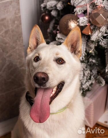 Собака Чарли ищет дом