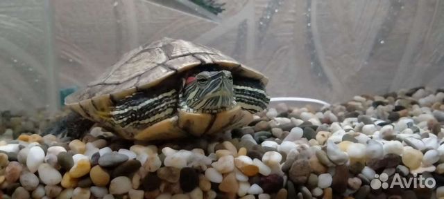 Красноухая черепаха с аквариумом