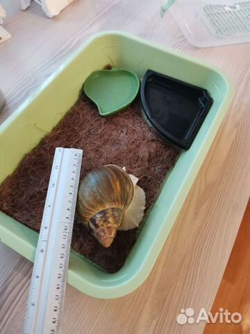 Улитка архахатин паулаэрти альбино боди