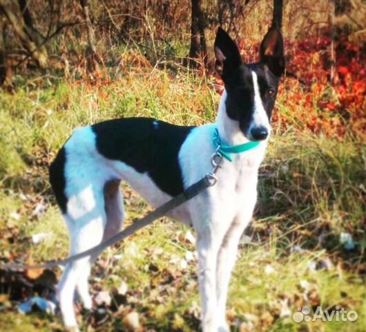 Хортая борзая, девочка (стерилизована) ищет дом