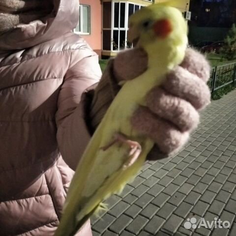 Найден попугай