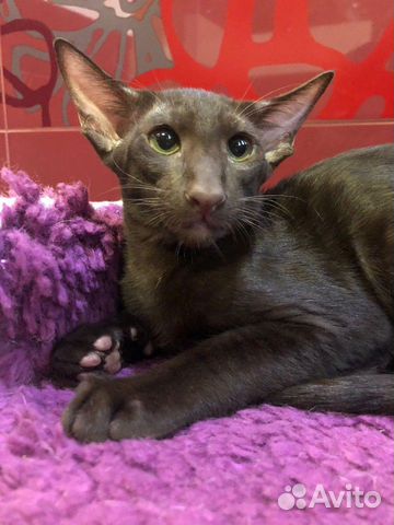 Ориентальный прекрасный