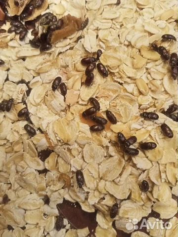 Жуки знахари