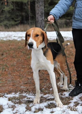 Туман русская гончая