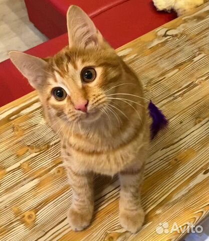 Самый обниматеный рыжий котёнок