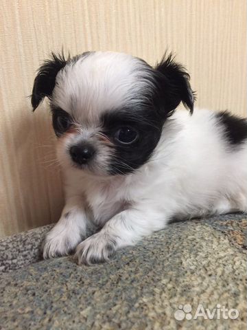 Чихуахуа мини девочка