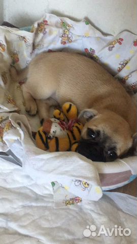 Щенок мопса