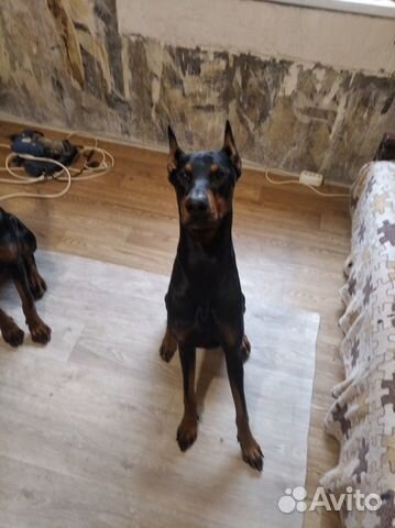 Доберман Вязка