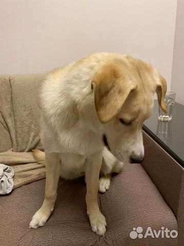 Собака в добрые руки лабрадор