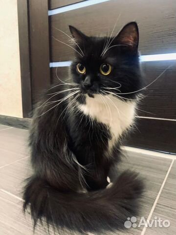 Мини-кошечка ищет хозяев