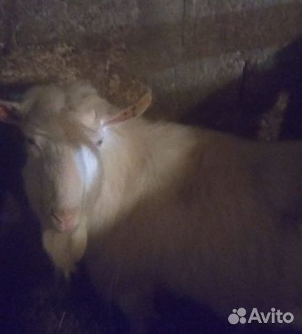 Кастрированный козел зааненской породы на мясо