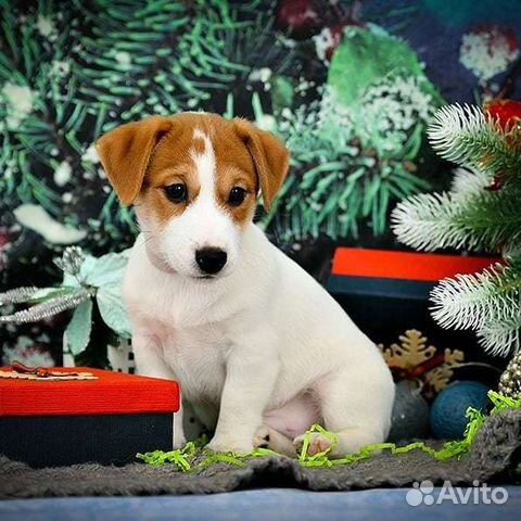 Щенки дрт РКФ