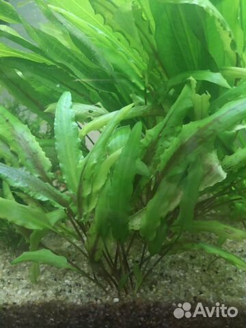 Криптокорина Вендта