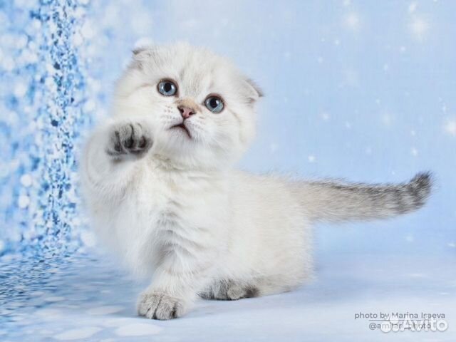 Манчкин котенок для резерва