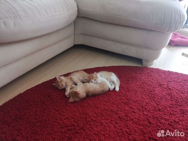 Котятки бесплатно в добрые руки