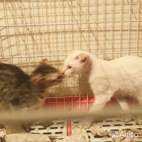 Котята (метис сфинкса и бенгальского кота )