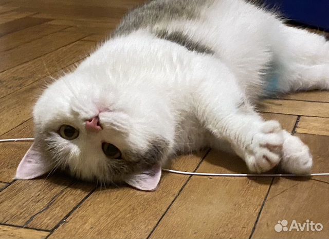 Кошка в дар. Букля ищет дом, отдаём котёнка в хоро