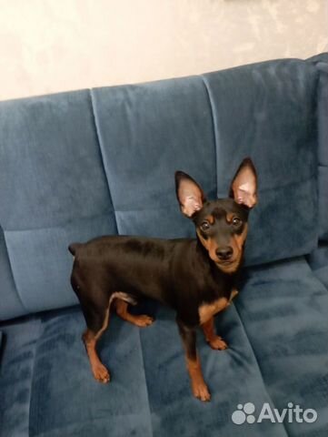 Продам щенка