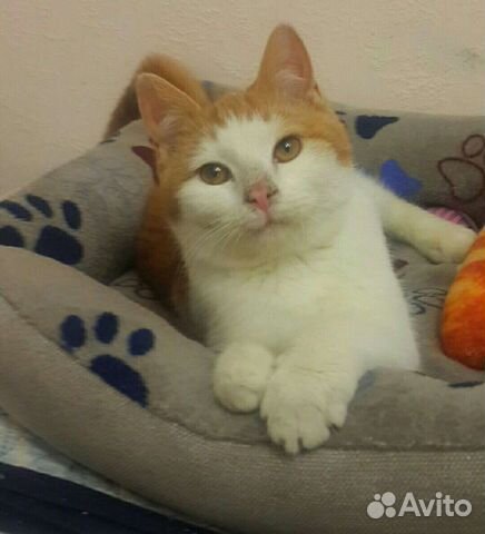 Красивый рыжик ищет самую лучшую семью