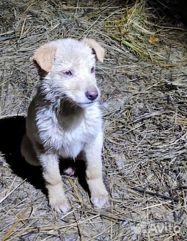 Собака в добрые руки щенок