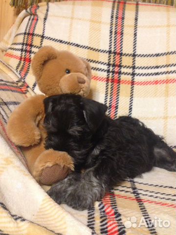 Цвергшнауцер щенки черного и черно-серебряного окр