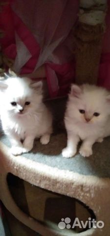Шотландский шоколадный котик дш