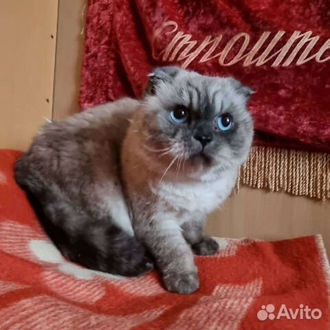Скоттишы фолд и страйт взрослые в добрые руки