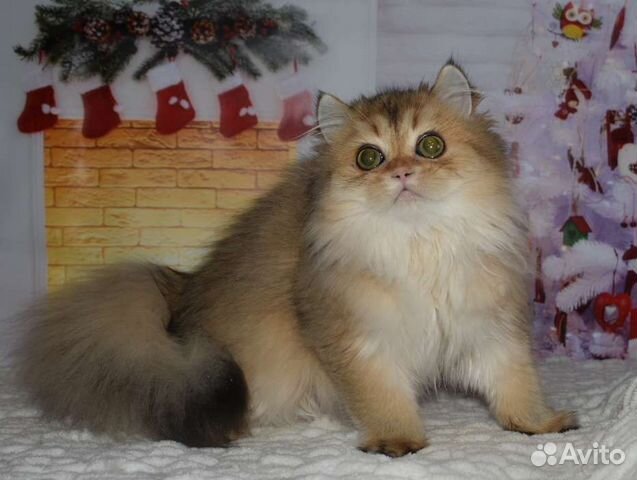Золотой котик