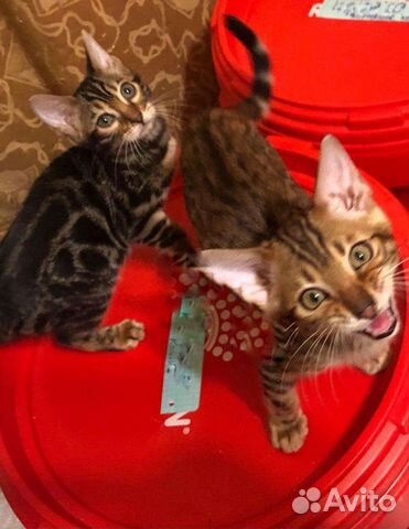 Бенгальские котята москва