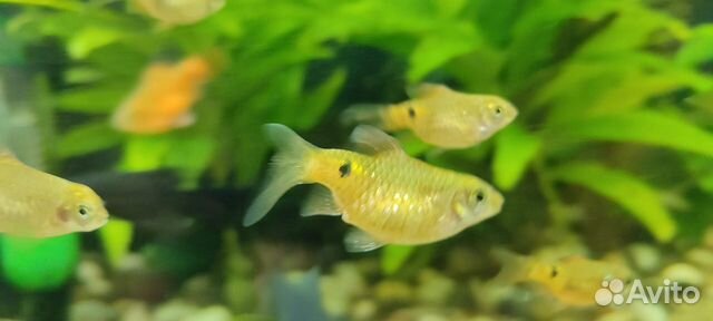 Барбус огненный