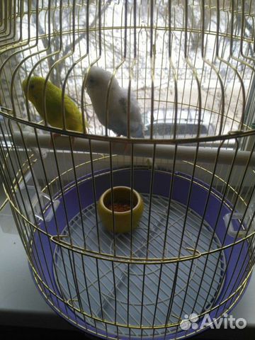 Отдам в добрые руки попугаев