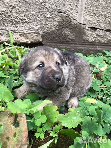 Щенки в добрые руки