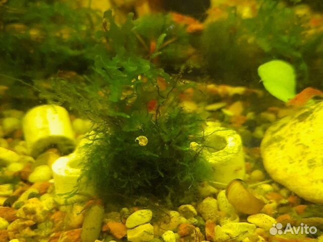 Мох, роголистник, элодея