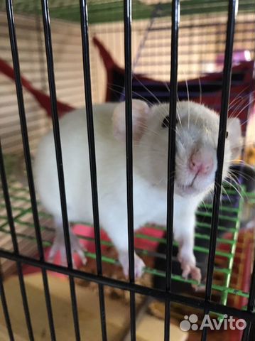 Крыска девочка дамбо