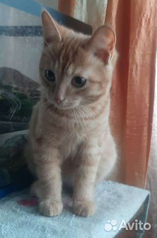 Рыжик отдам в добрые руки. Доставка