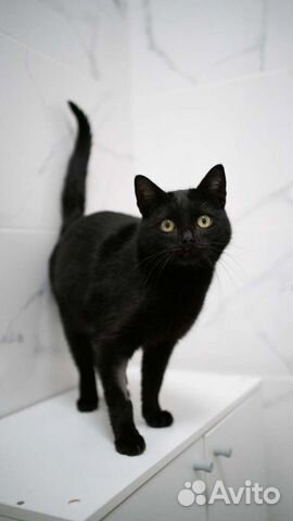 Кот подросток ищет дом