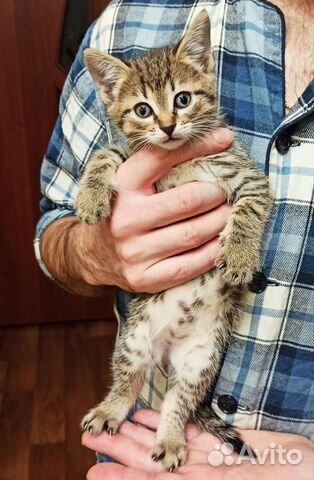 Серая полосатая кошечка