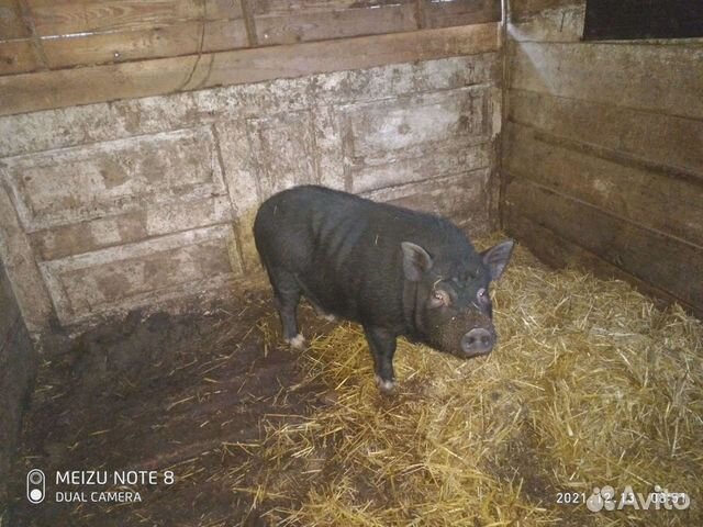 Вьетнамские Хряк на племя