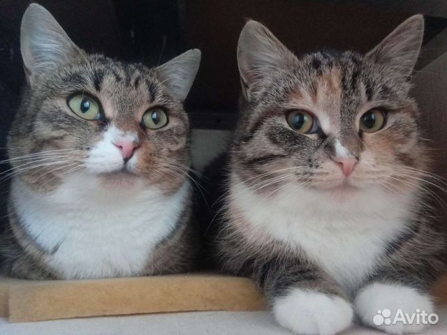 Кошка с котёнком