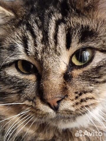 Сибирская кошка бесплатно