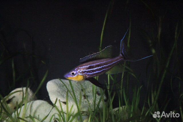 Цихлиды оз, Танганьика. Benthochromis horii Kambwi