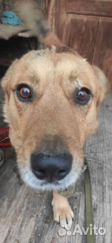 Собака милаха